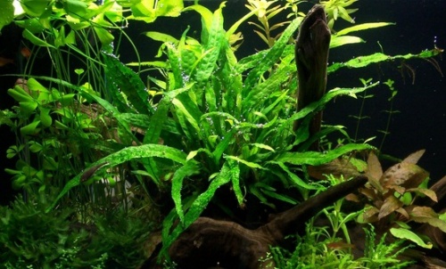 Microsorum pteropus Minor - Welkom bij aquarium-planten.com ...