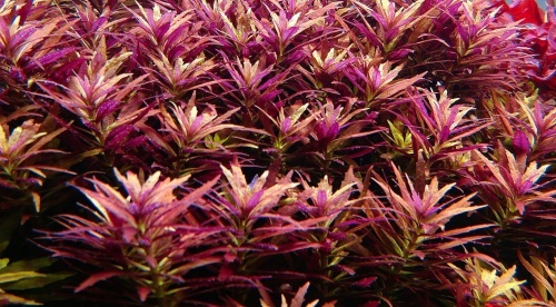 Limnophila aromatica mini - Welkom bij aquarium-planten.com - recent ...