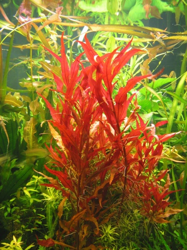 Alternanthera rosaefolia - Welkom bij aquarium-planten.com - midden ...
