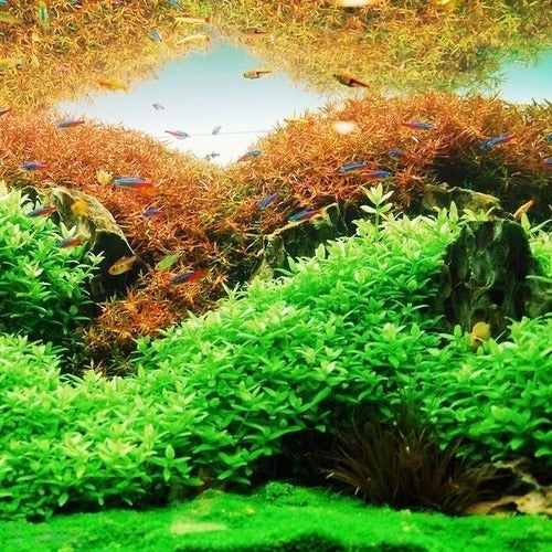 Bacopa Compact - Welkom bij aquarium-planten.com - bijzondere-planten ...
