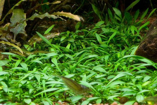 Cryptocoryne parva - Welkom bij aquarium-planten.com - voorgrond-beplanting