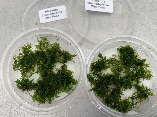 Riccardia chamedryfolia- Mini Pelia cup 50cc - Welkom bij aquarium ...