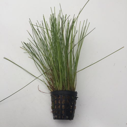 Eleocharis sp. "montevidensis" - Welkom bij aquarium-planten.com ...
