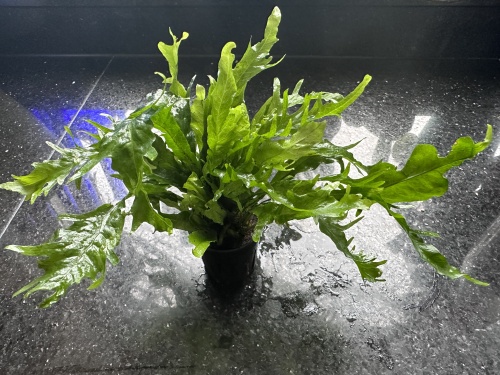 Microsorum pteropus Lion Fish - Welkom bij aquarium-planten.com ...