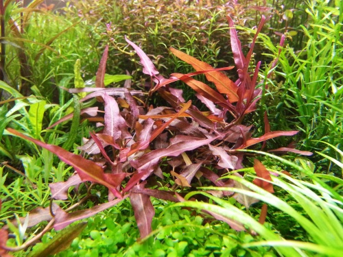 Persicaria praetermissa Ruby - Welkom bij aquarium-planten.com - recent ...