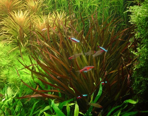 Blyxa novoguineensis - Welkom bij aquarium-planten.com - midden-beplanting