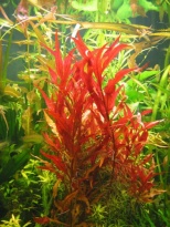 Alternanthera rosaefolia - Welkom bij aquarium-planten.com - midden ...