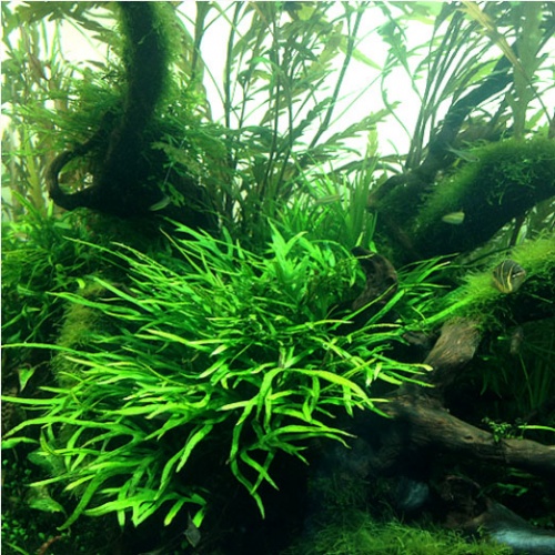 Microsorum pteropus Trident - Welkom bij aquarium-planten.com - voor ...